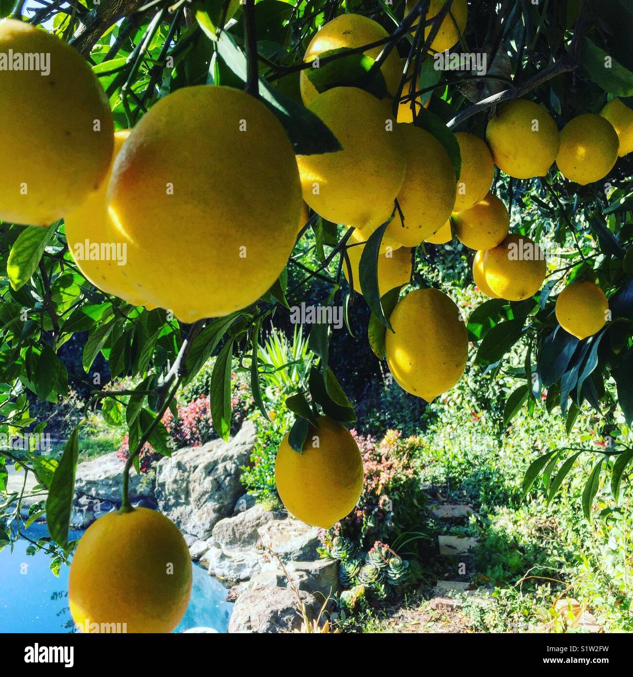 Lemmons hi-res stock photography and images - Alamy