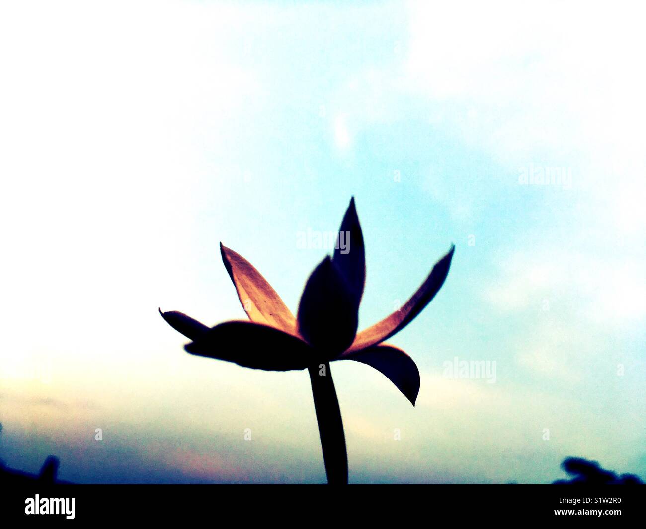 Rising flower hi-res stock photography and images - Alamy