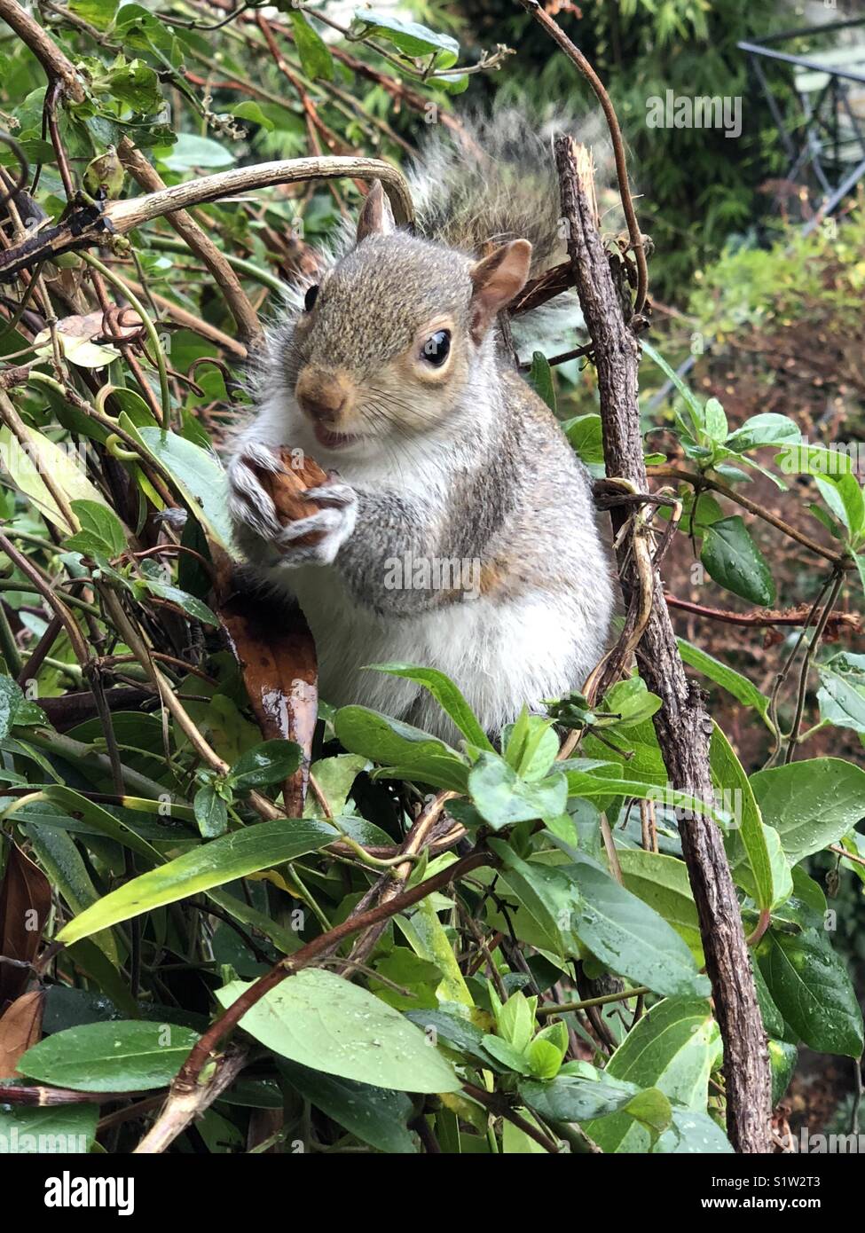 Squirrel smiling hi-res stock photography and images - Alamy