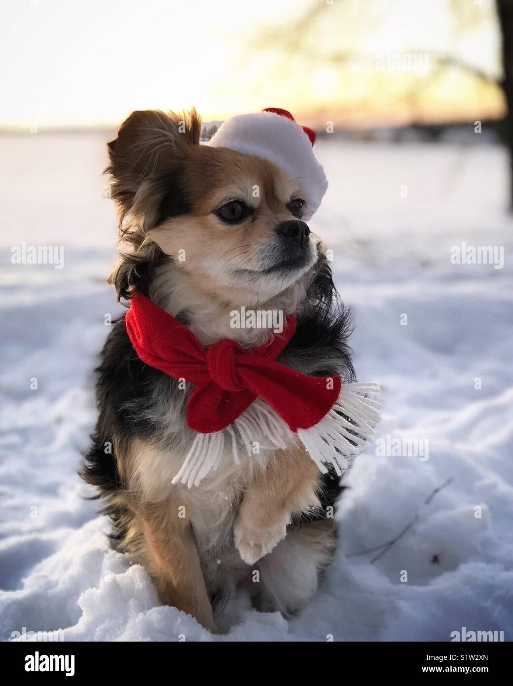 A Real Dog With Swagg