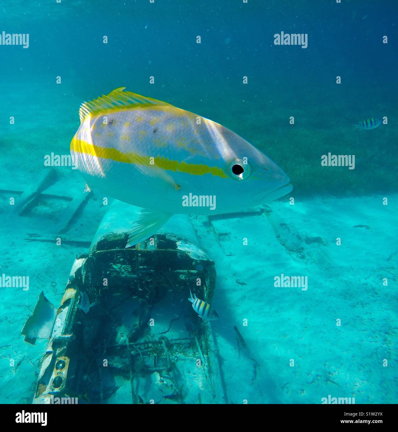 Bahamas fish hi-res stock photography and images - Alamy