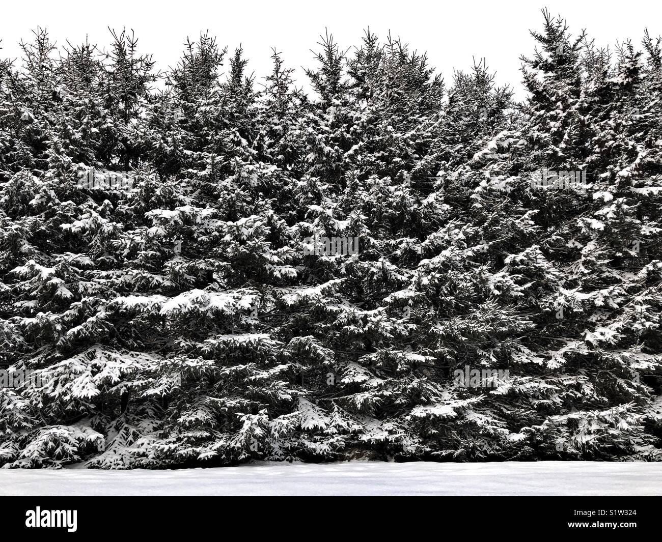 Evergreen trees hi-res stock photography and images - Alamy