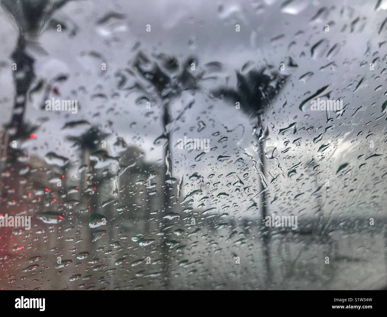Palms under the rain behind car window glass Stock Photo - Alamy