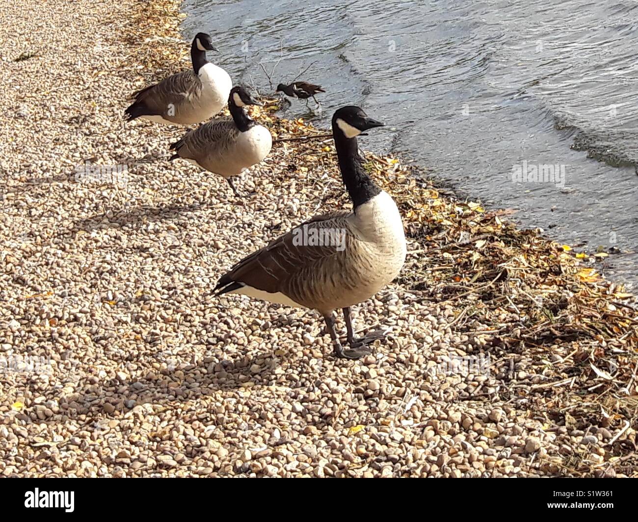 Three birds hi-res stock photography and images - Alamy