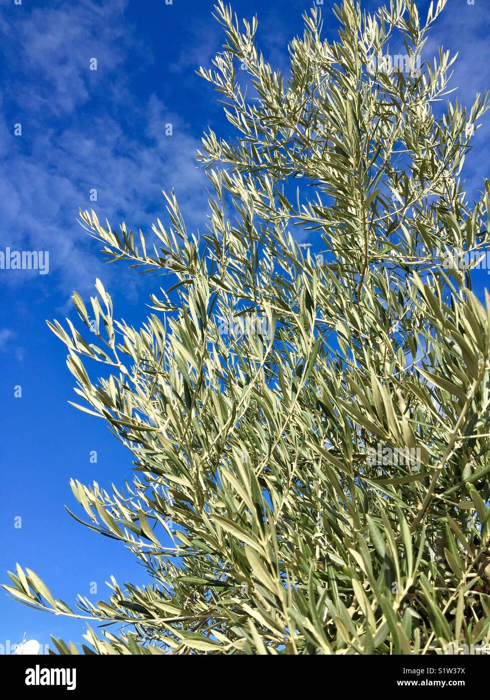 Olive twigs hi-res stock photography and images - Alamy