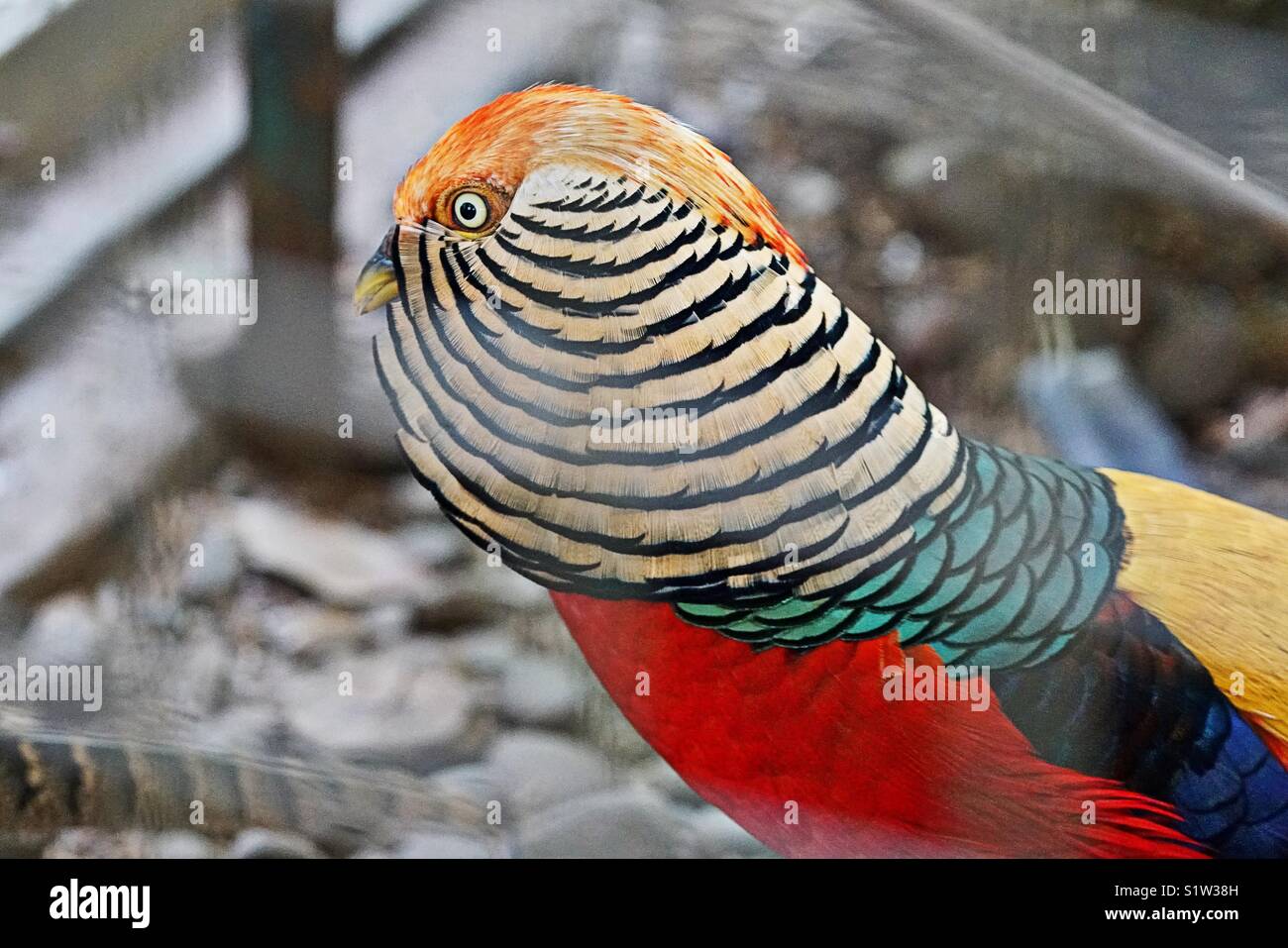 Pheasant color High Resolution Stock Photography and Images - Alamy