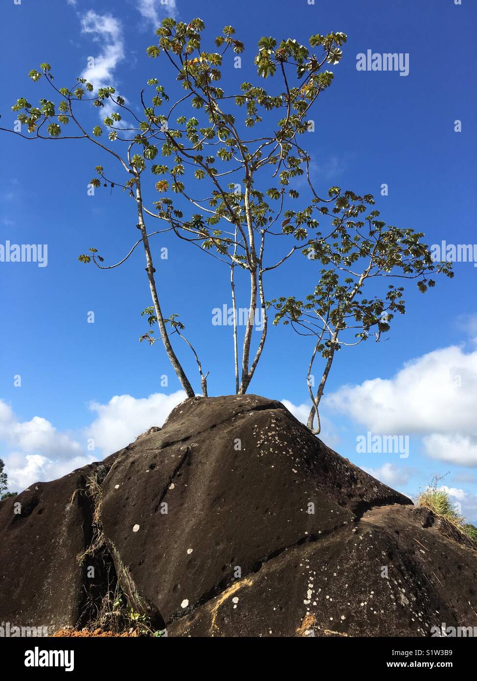 Tree Growing Out Of Rock High Resolution Stock Photography and Images ...