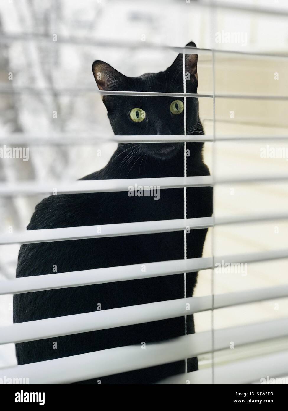 Cat Snow Window Stock Photos & Cat Snow Window Stock Images - Alamy