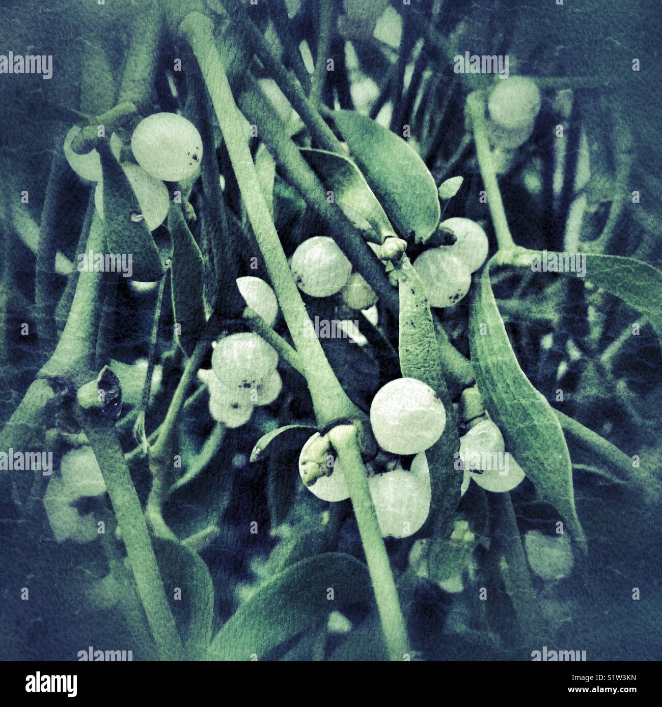 Mistletoe Stock Photo - Alamy