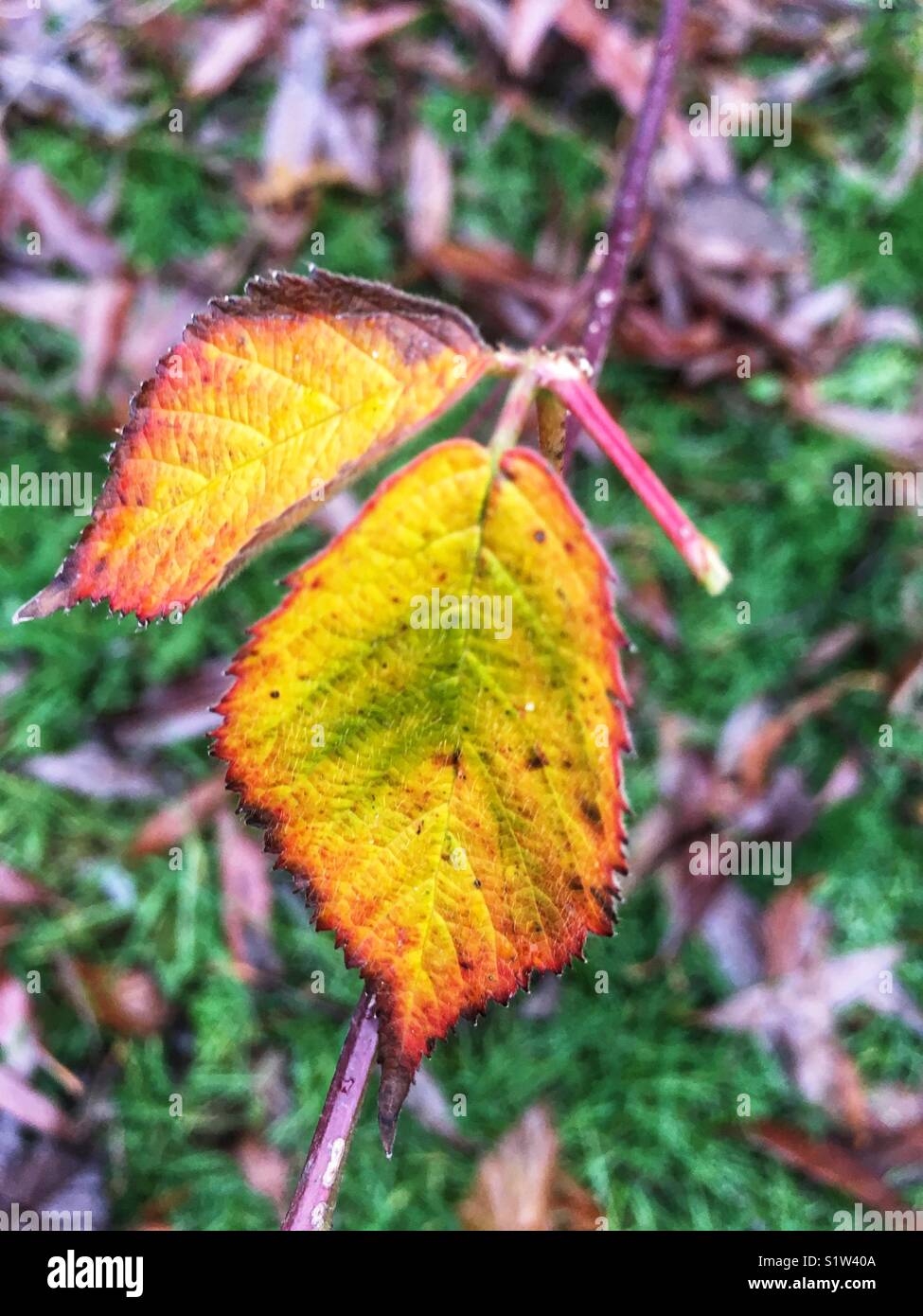 Yellow and red leaves Stock Photo - Alamy