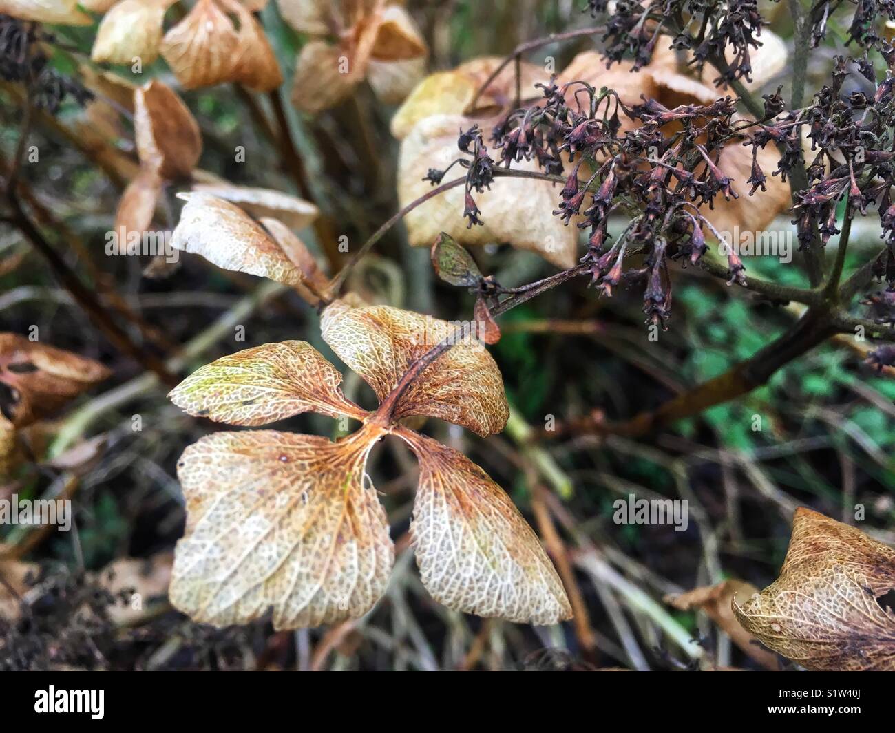 Dead leaves on a plant Stock Photo - Alamy