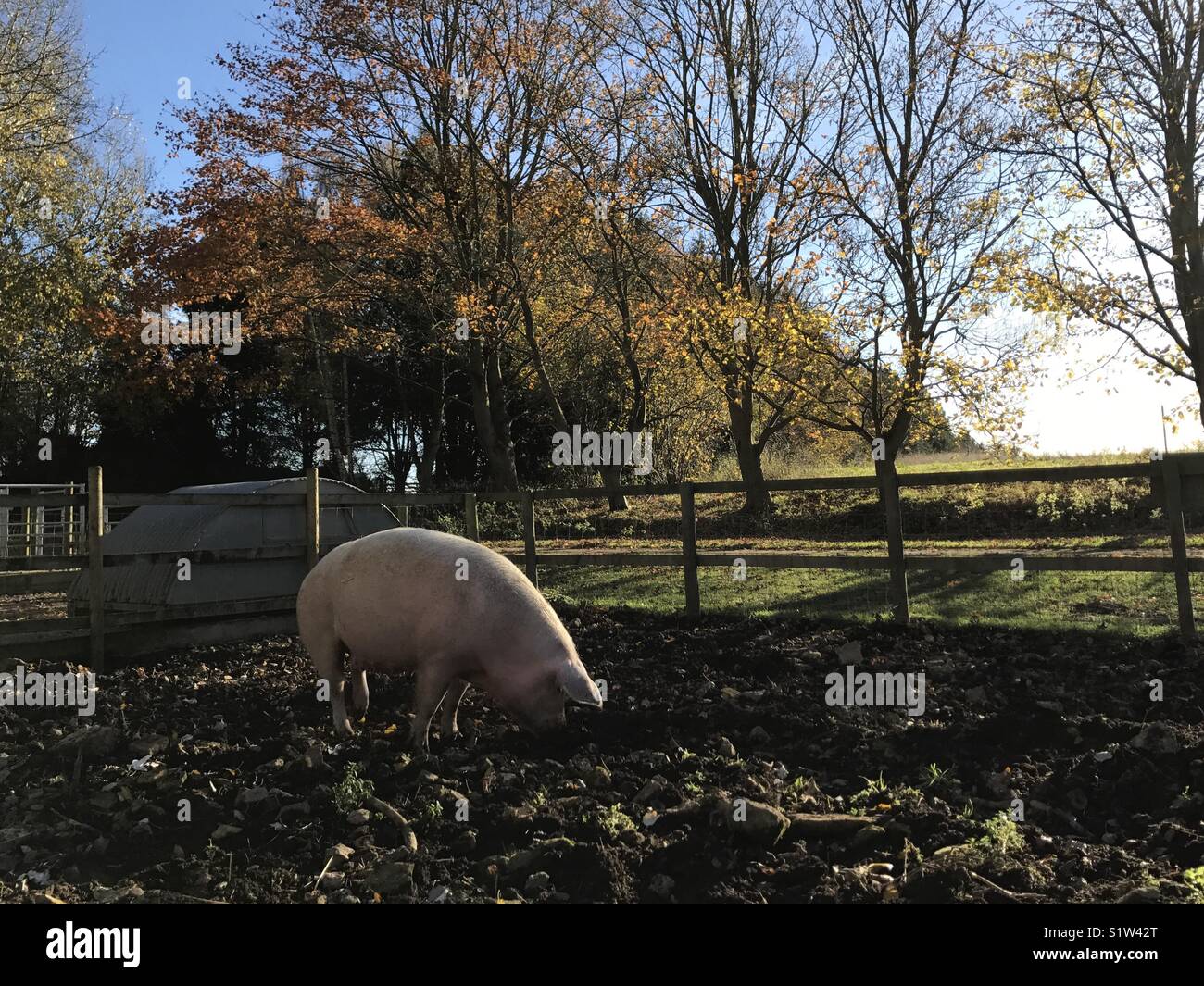 Pig autumn hi-res stock photography and images - Alamy