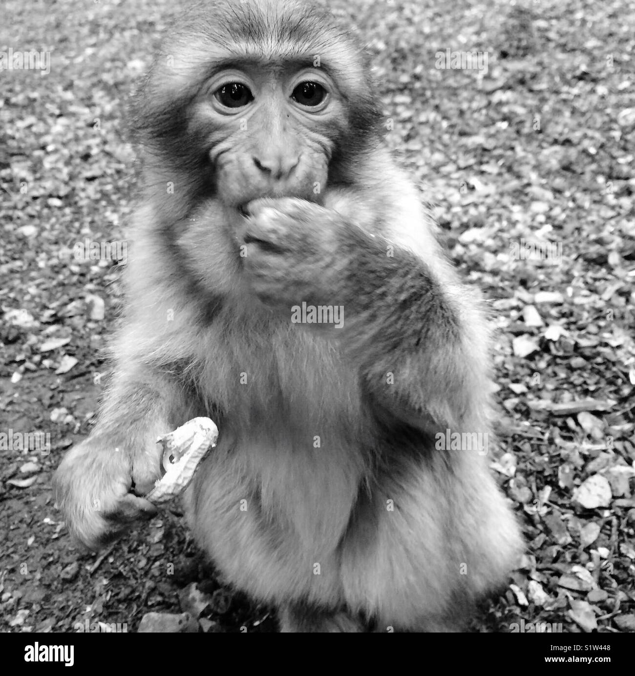 Peanut and baby hi-res stock photography and images - Alamy