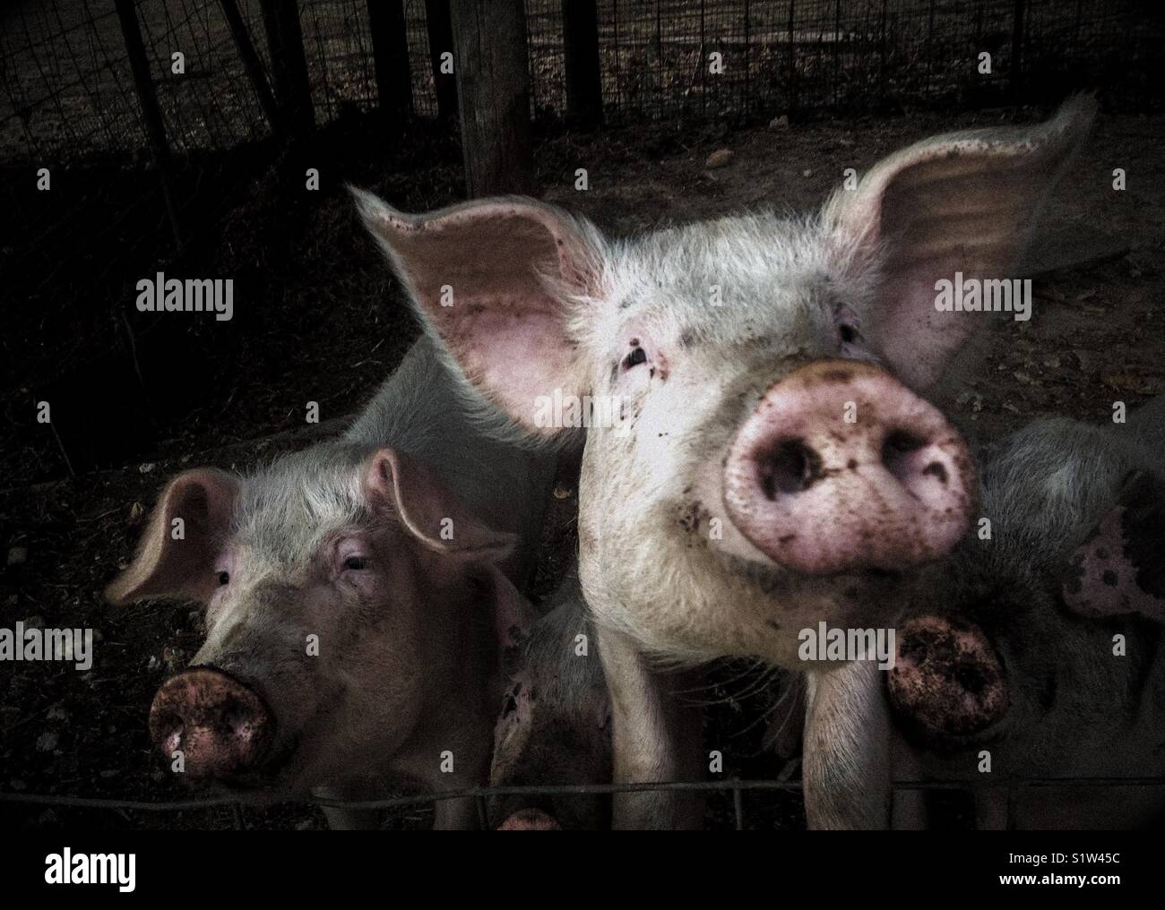 Pig sty hi-res stock photography and images - Alamy