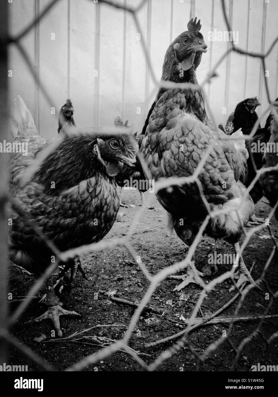 Black and white photo of chickens behind chicken wire Stock Photo - Alamy