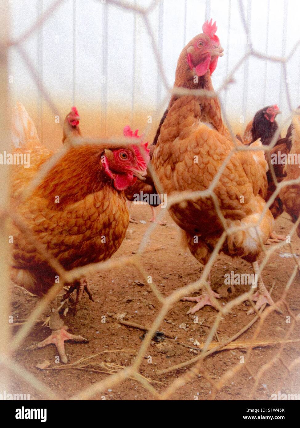 Vignetted photo of chickens in cage Stock Photo - Alamy