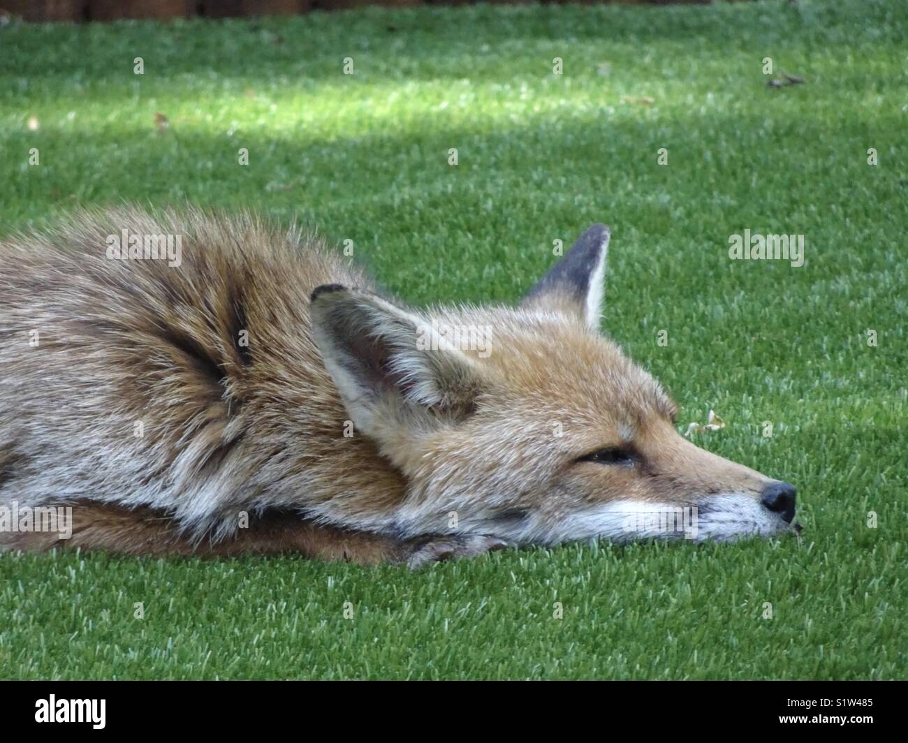 Regular garden visitor hi-res stock photography and images - Alamy