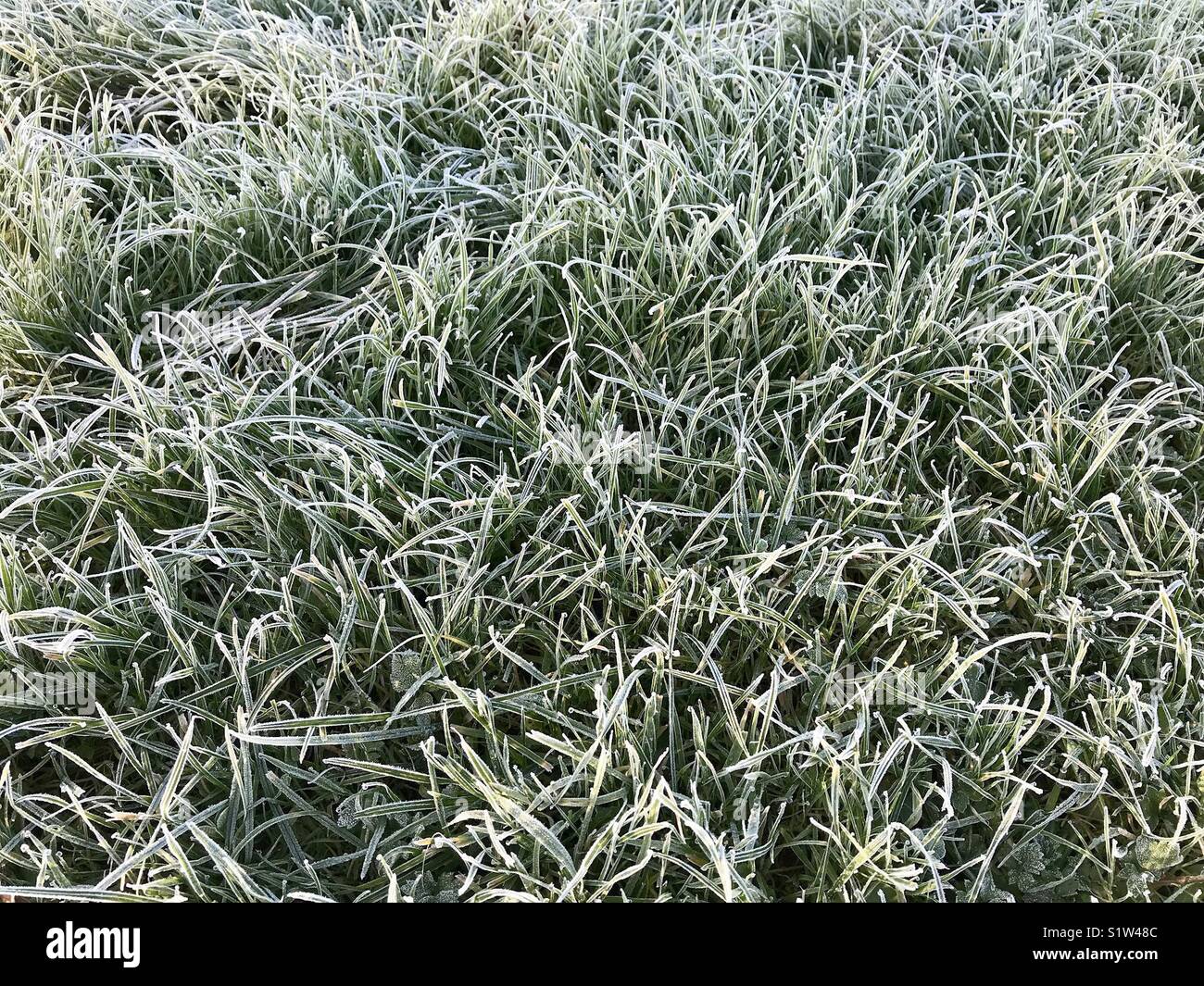 Grass covered in frost Stock Photo - Alamy