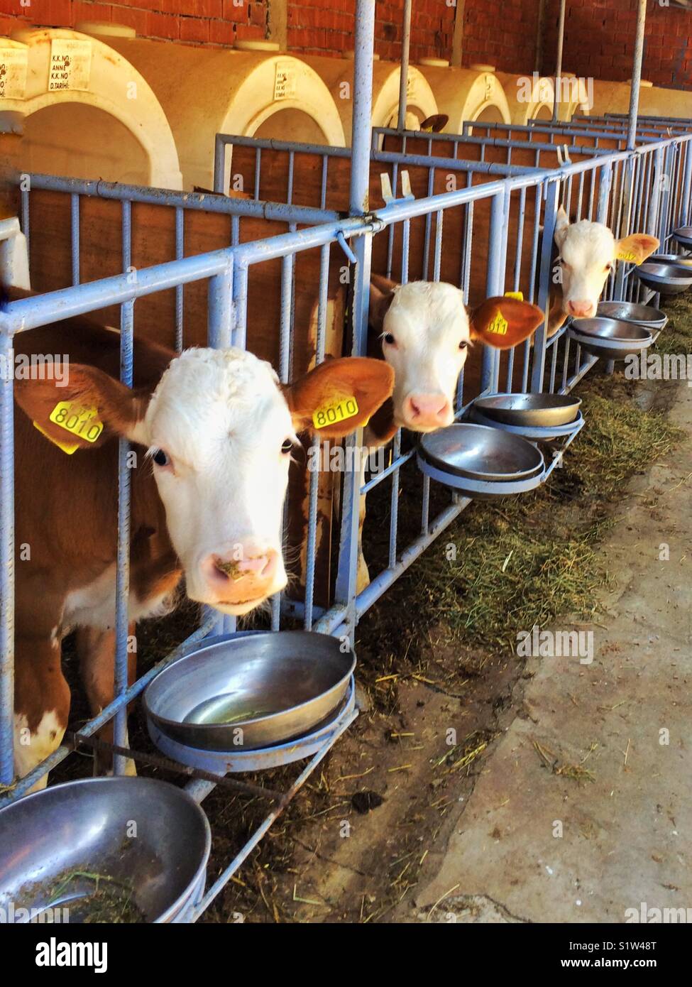 Calves in farm Stock Photo - Alamy