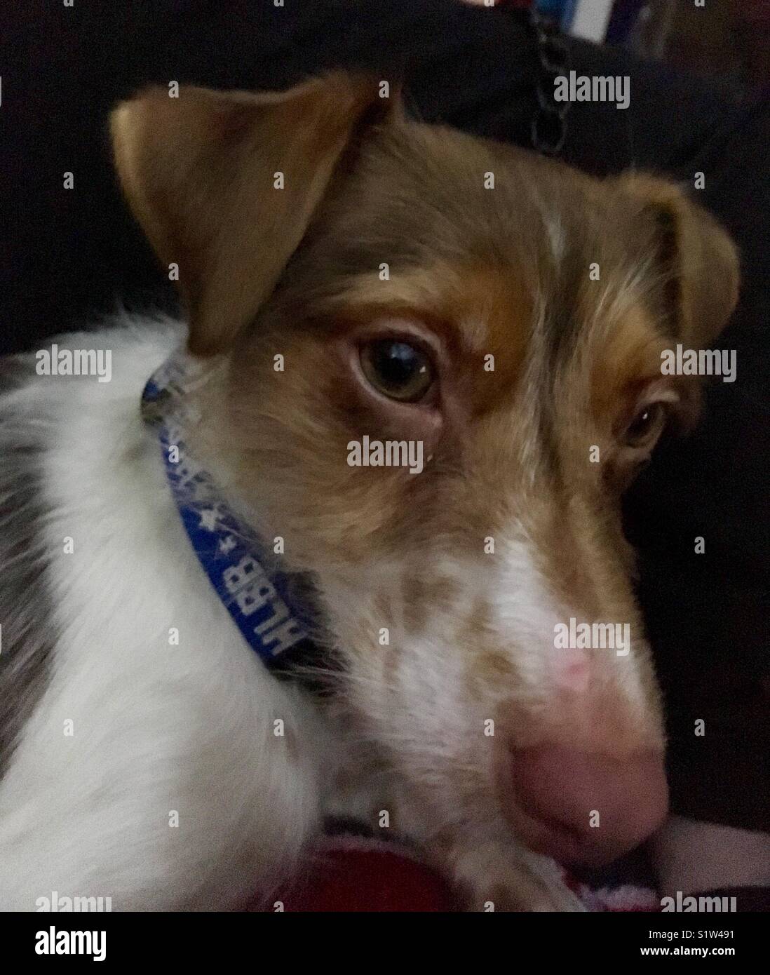 Jack russell dog hi-res stock photography and images - Alamy