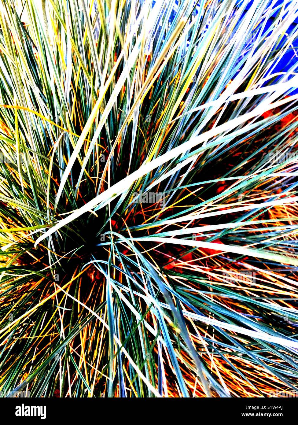 Bunch grass hi-res stock photography and images - Alamy