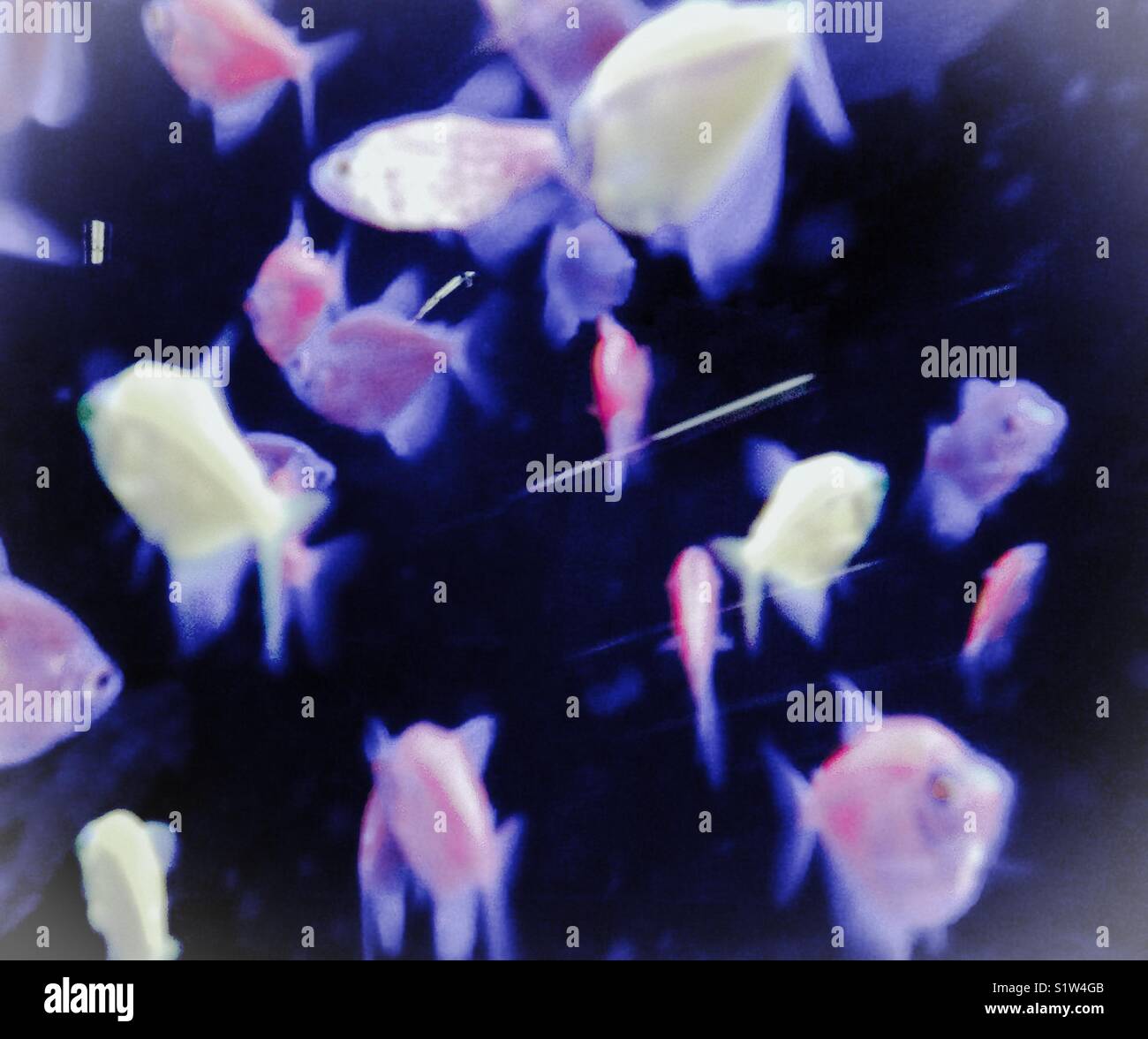 Pastel fish hi-res stock photography and images - Alamy