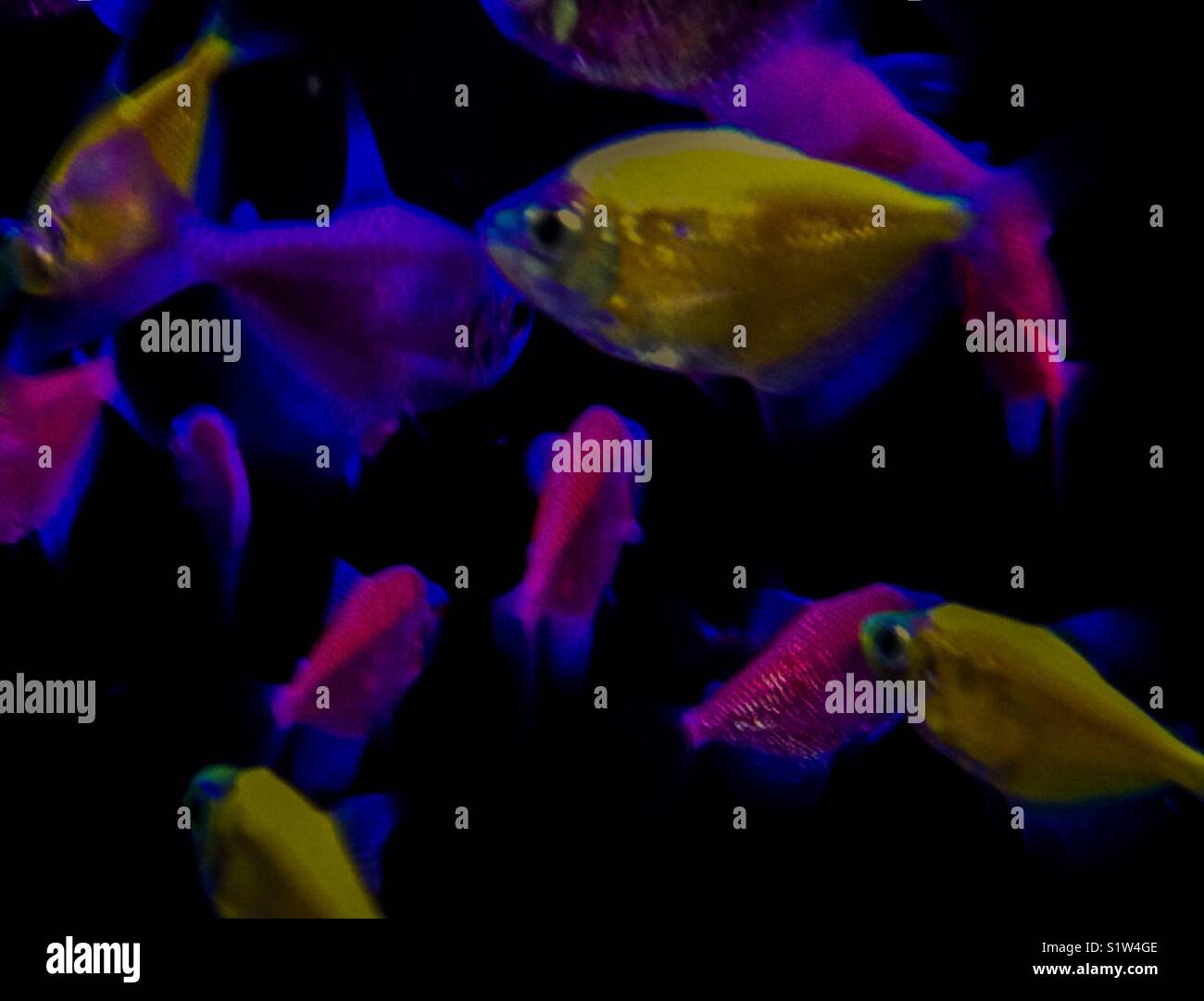 Pink and blue fish hi-res stock photography and images - Alamy