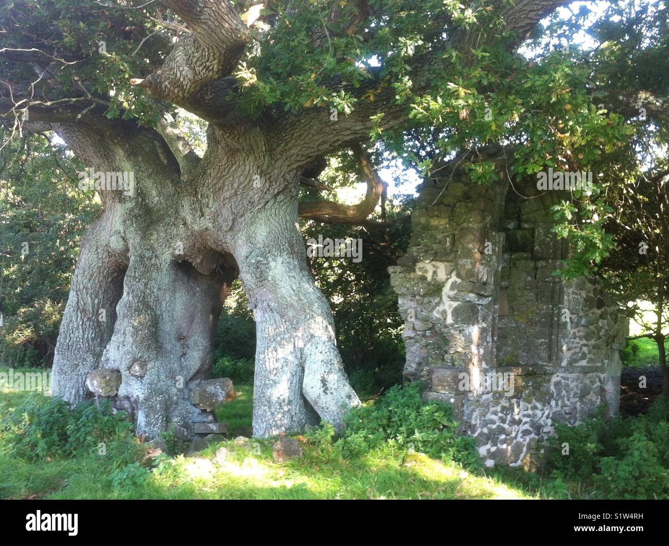 Oak tree arch Stock Photo - Alamy