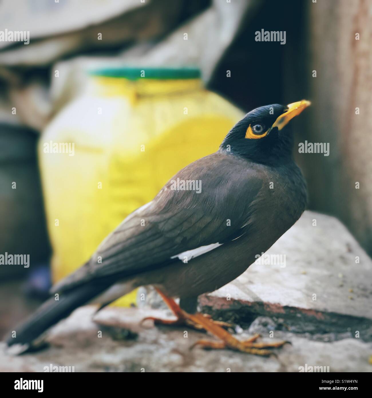 Beautiful bird closeup hi-res stock photography and images - Alamy