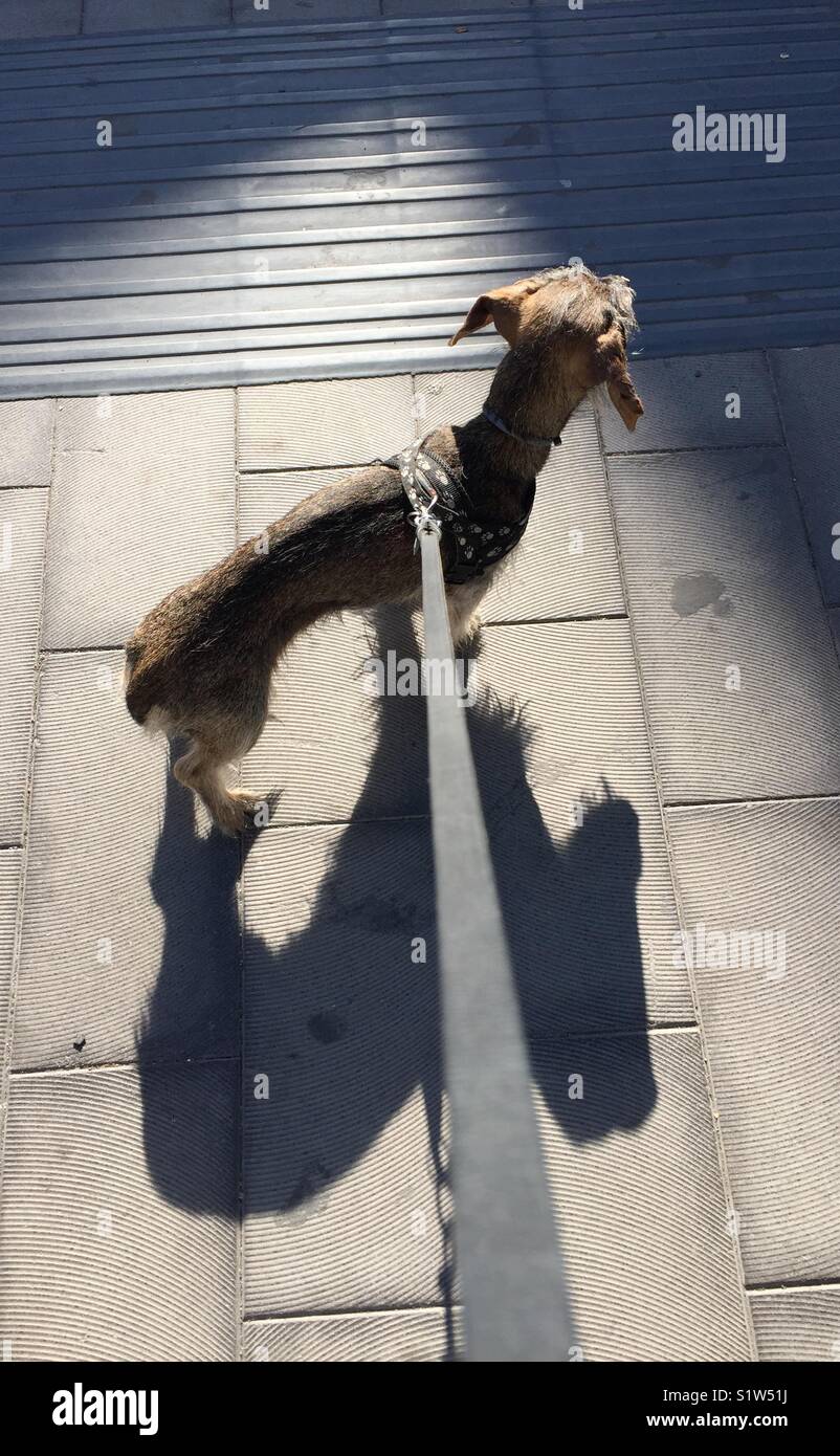 Dog shadow hi-res stock photography and images - Alamy