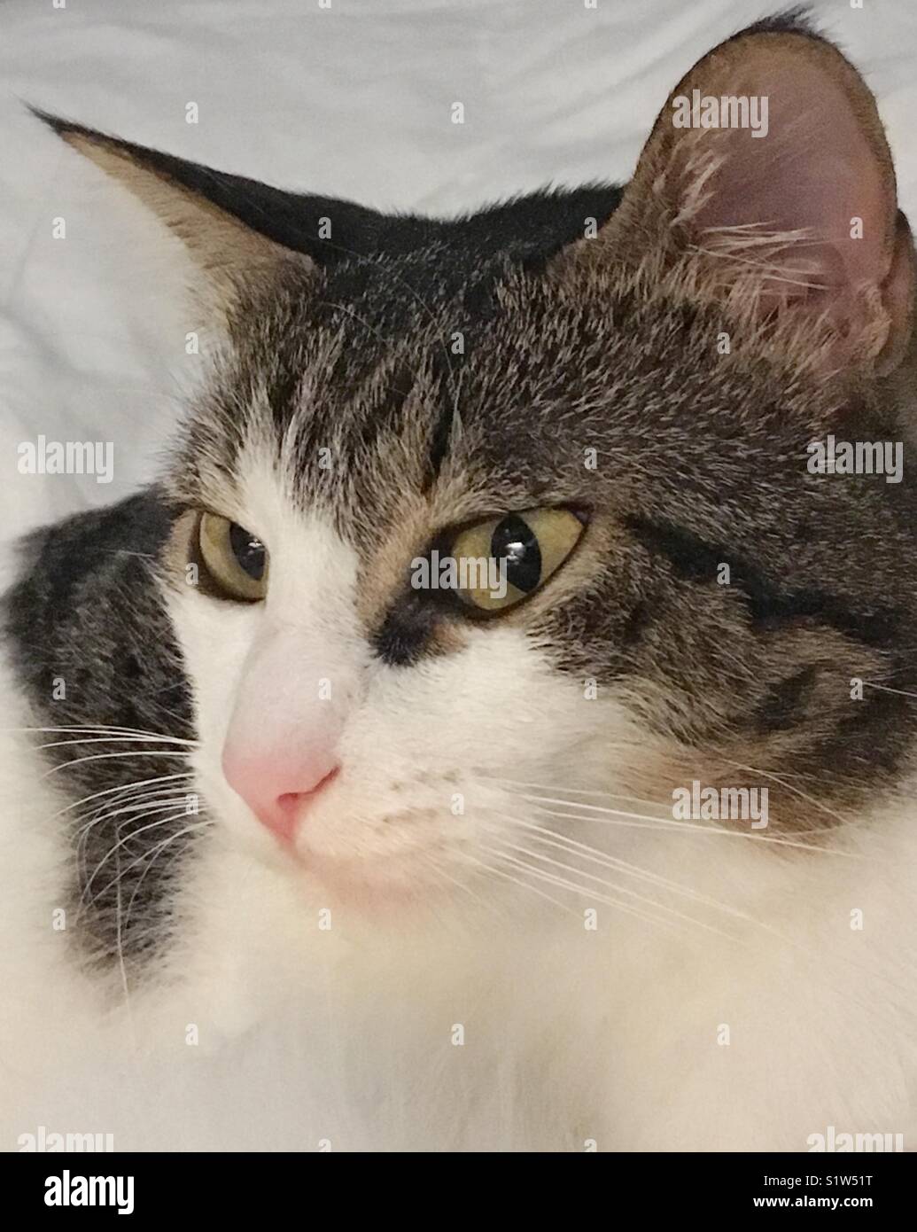 Male kitty hi-res stock photography and images - Alamy