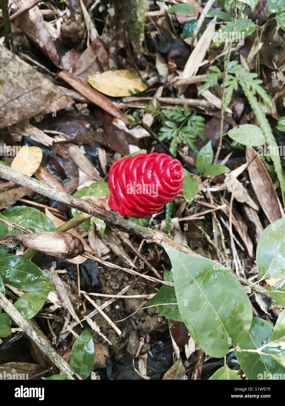 Wild red flower in the wild Stock Photo - Alamy
