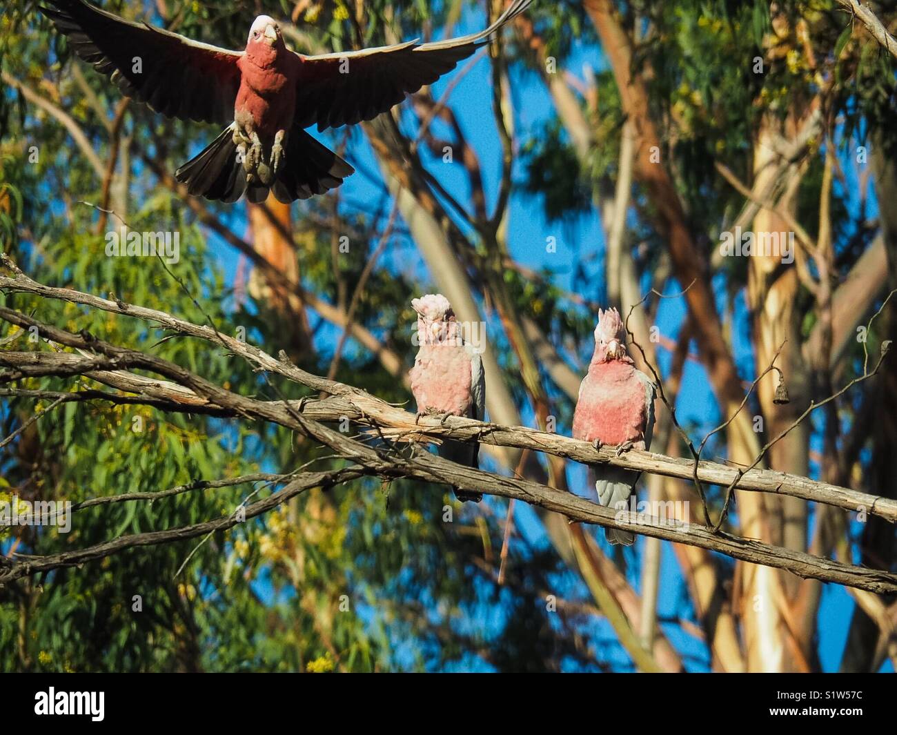 Galahs in flight hi-res stock photography and images - Alamy
