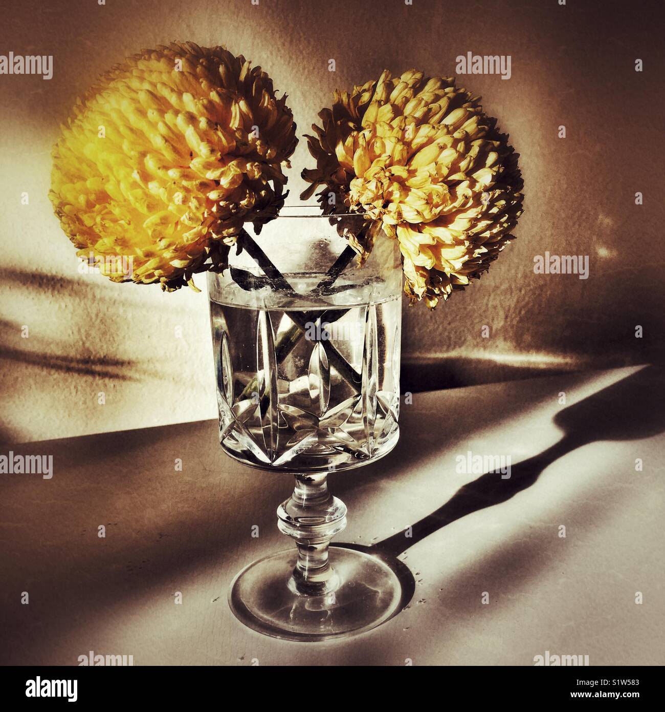 Shadow on flowers in vase hi-res stock photography and images - Alamy