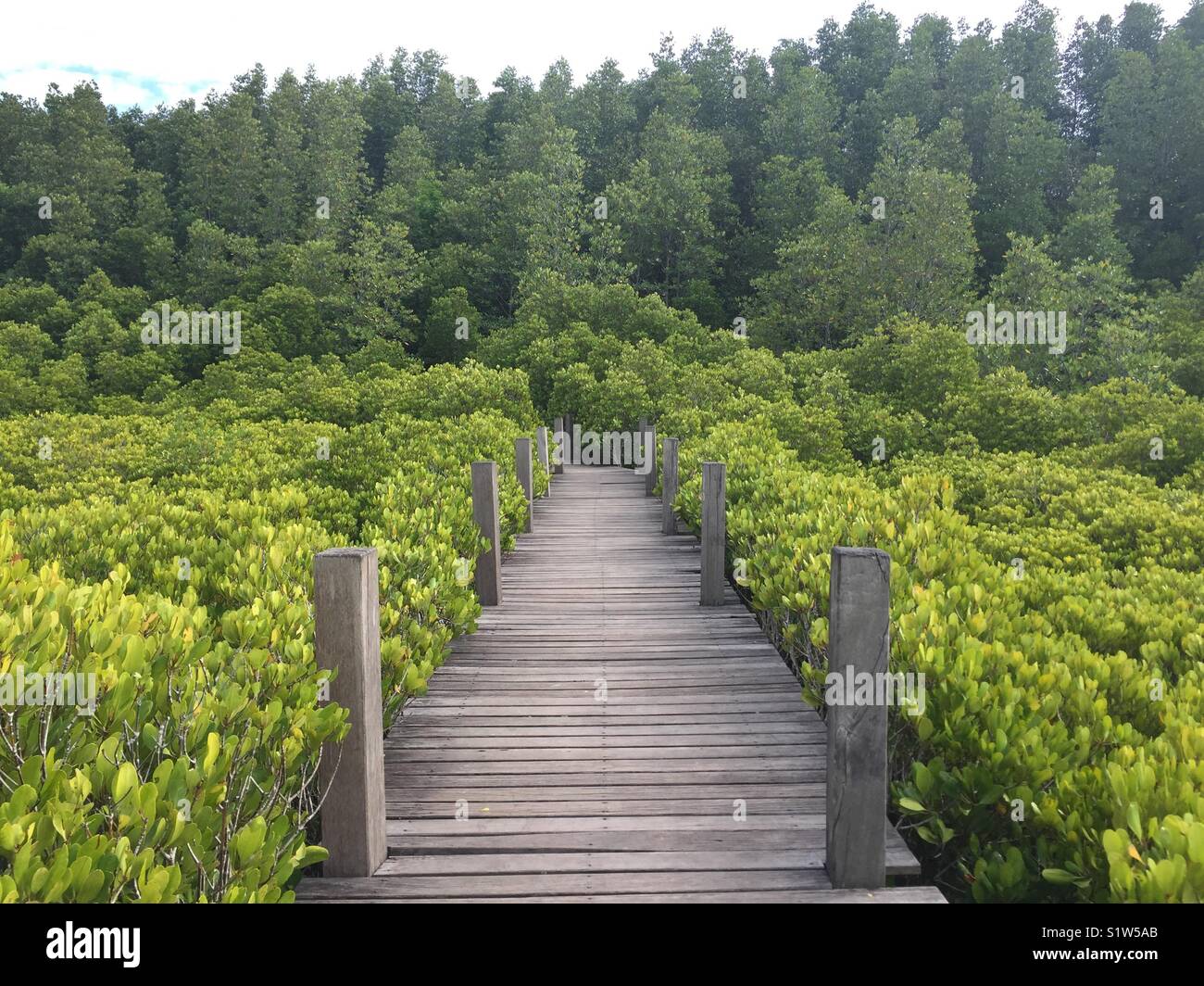 Mangrove bridge hi-res stock photography and images - Alamy