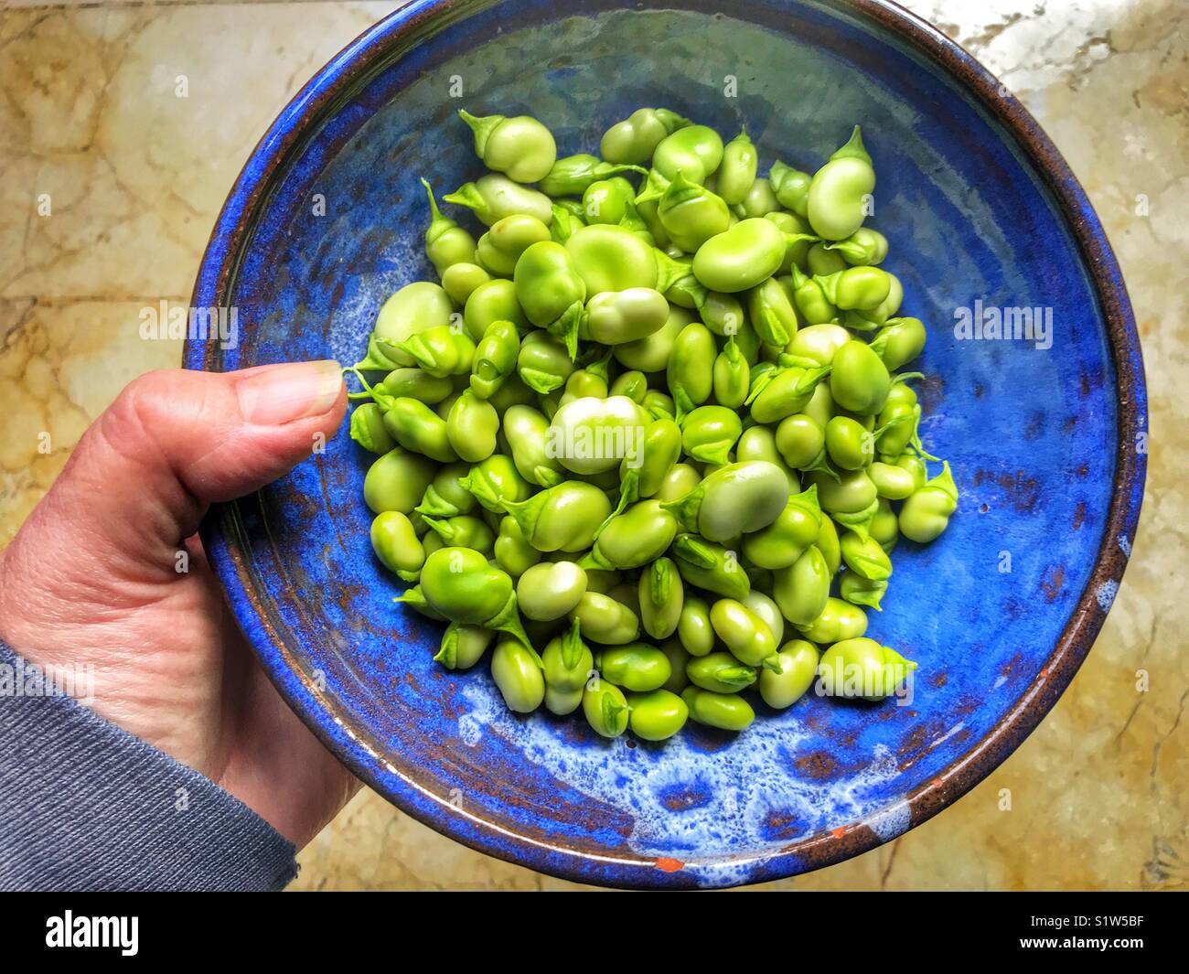 Hand holding blue ceramic bowl with fresh, podded, green broad beans ...