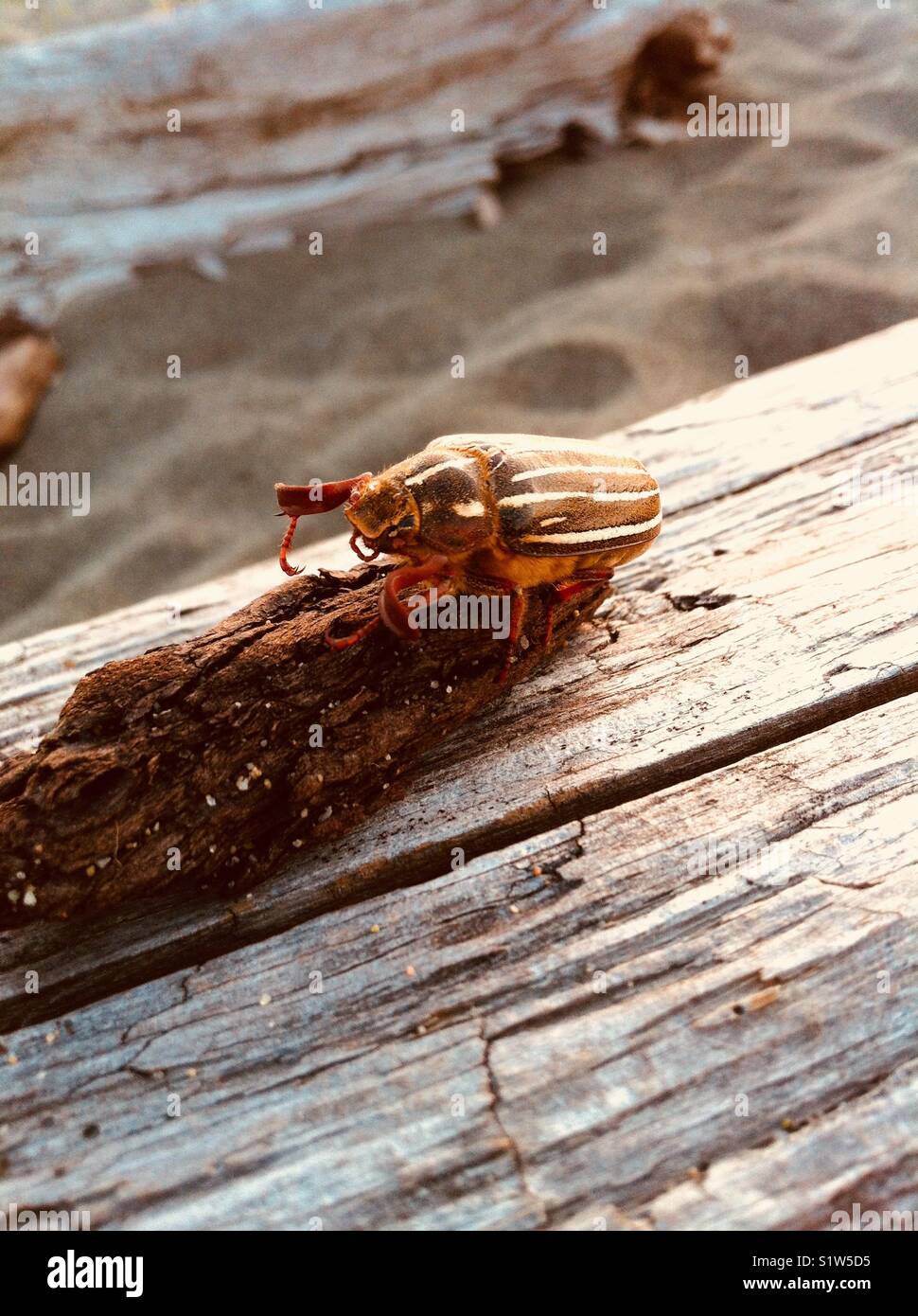 British water beetle hi-res stock photography and images - Alamy