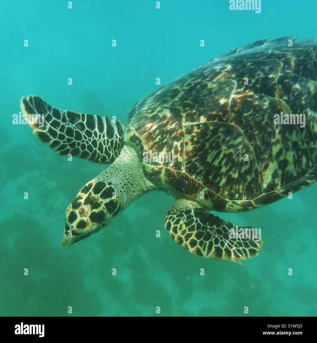 Swimming With Turtles In Barbados