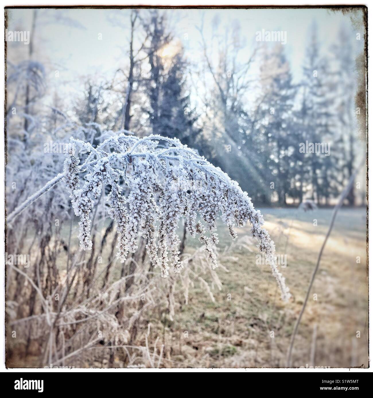 Cold morning in the woods Stock Photo - Alamy