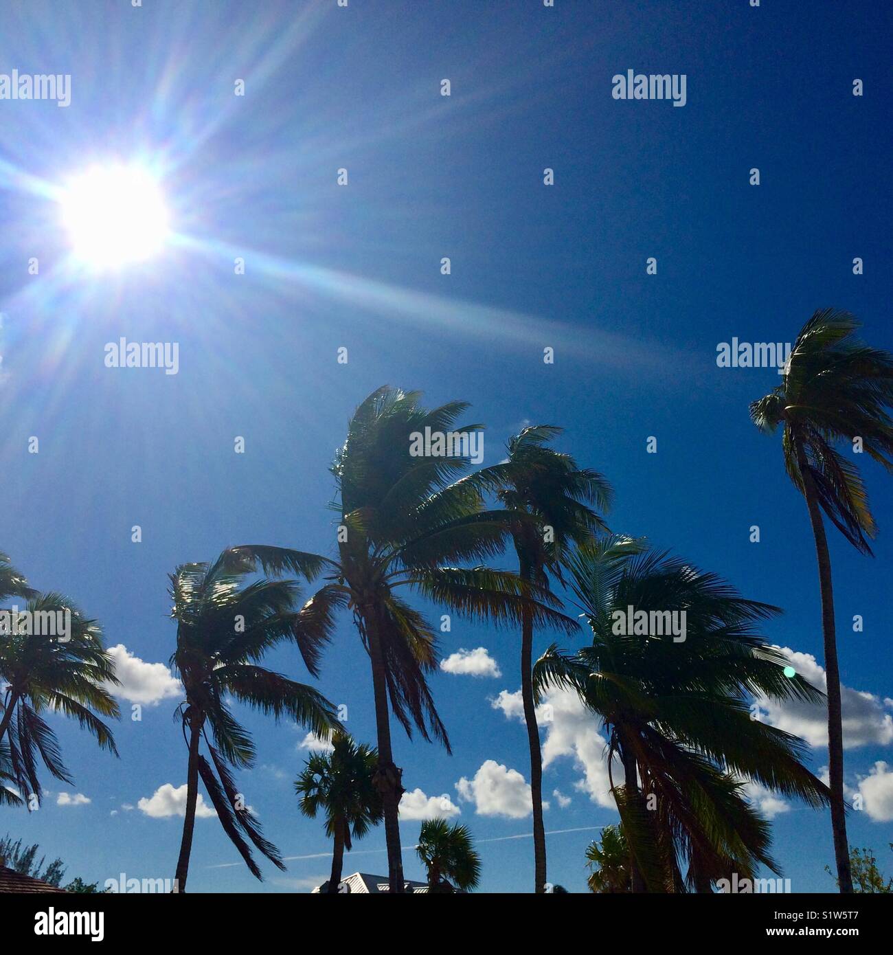 Palm trees blowing hi-res stock photography and images - Alamy