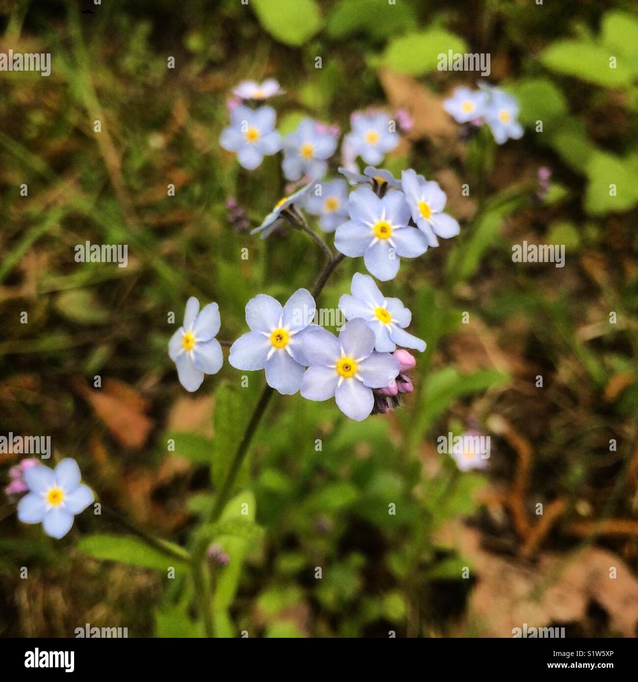 Not wild hi-res stock photography and images - Alamy