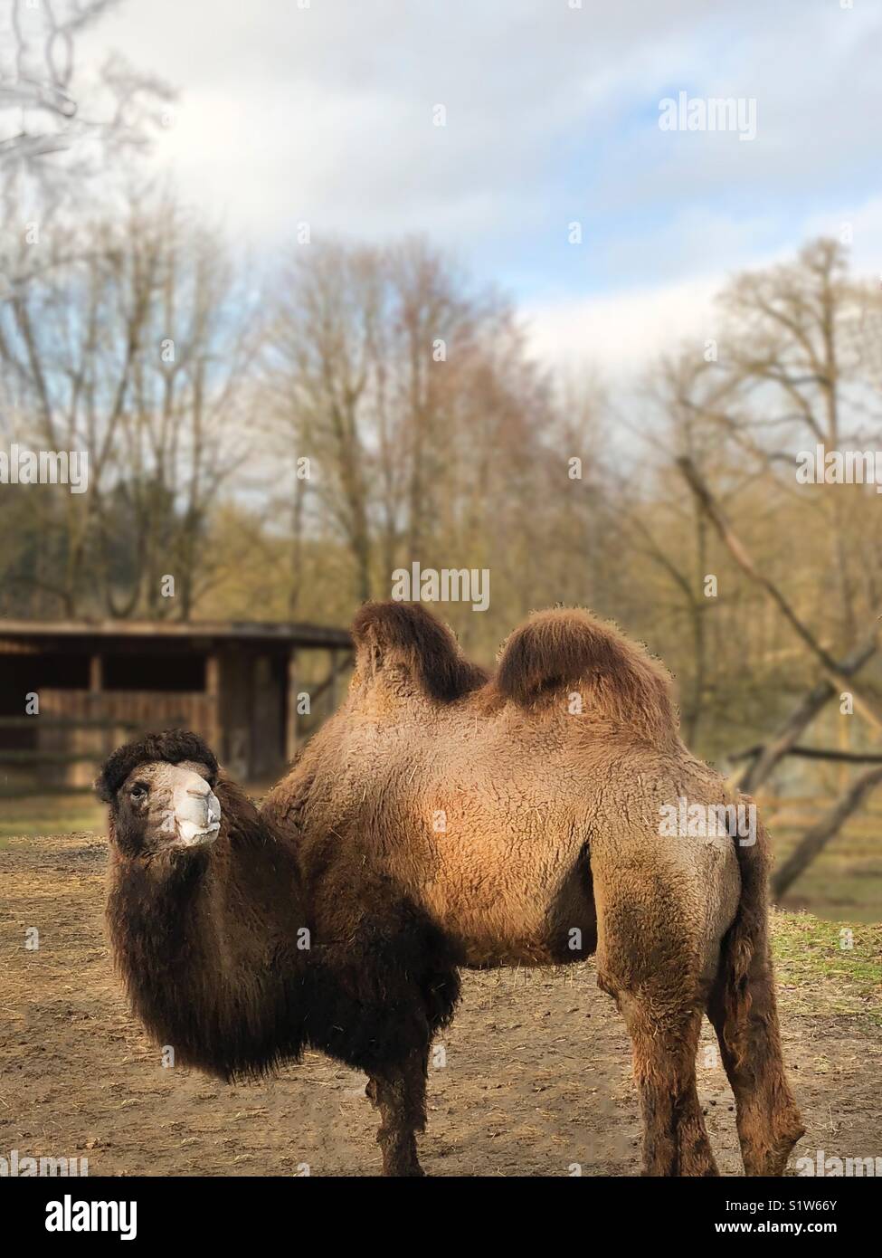 Camel green hi-res stock photography and images - Alamy