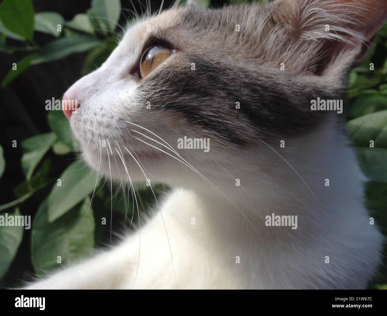 Thinking cat hi-res stock photography and images - Alamy