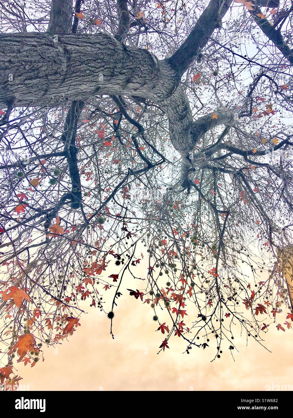 Leafless giant tree hi-res stock photography and images - Alamy