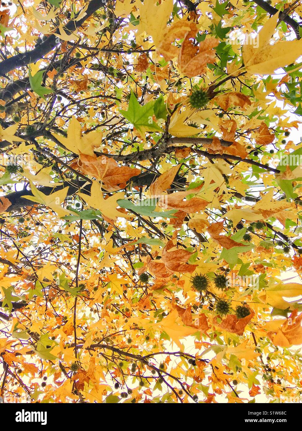 Fly with the wind Stock Photo - Alamy