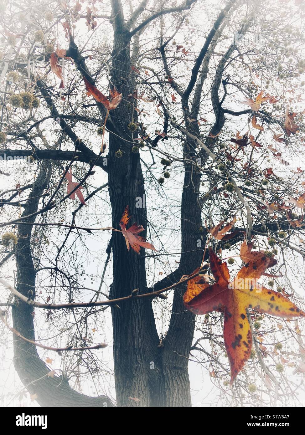 Sporadic hi-res stock photography and images - Alamy