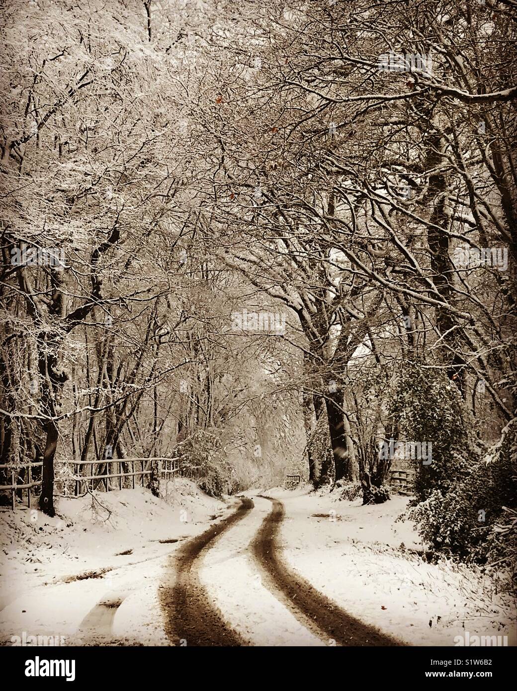 Forrest snow hi-res stock photography and images - Alamy