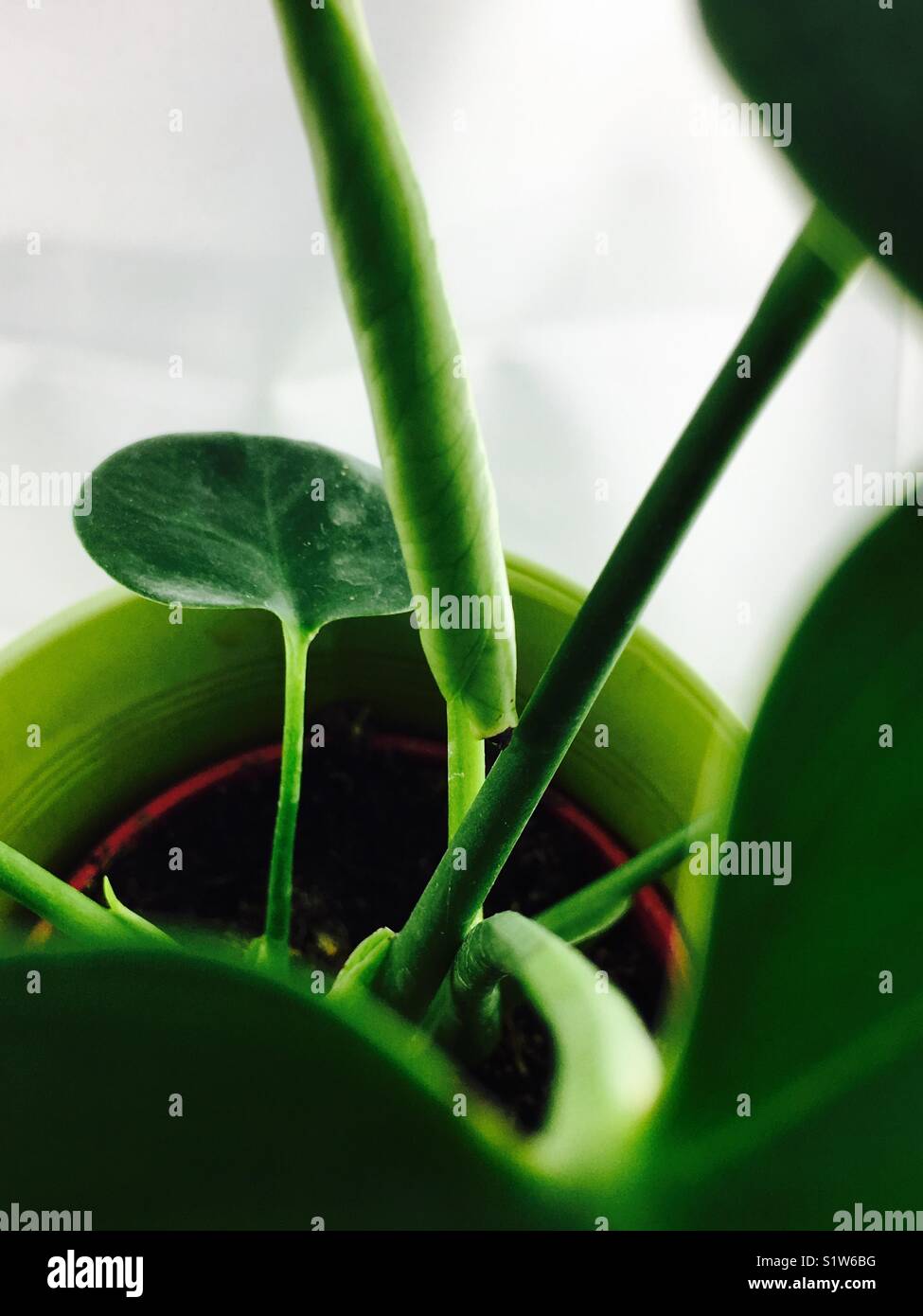 Unfurling leaf hi-res stock photography and images - Alamy