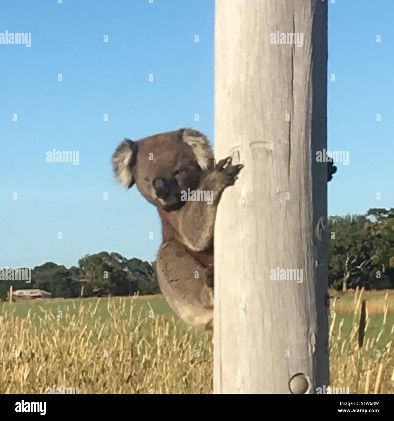 Koala Wild Australia High Resolution Stock Photography and Images - Alamy
