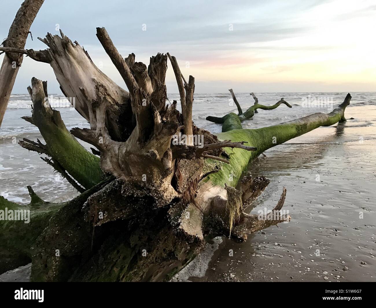 Ocean with log hi-res stock photography and images - Alamy